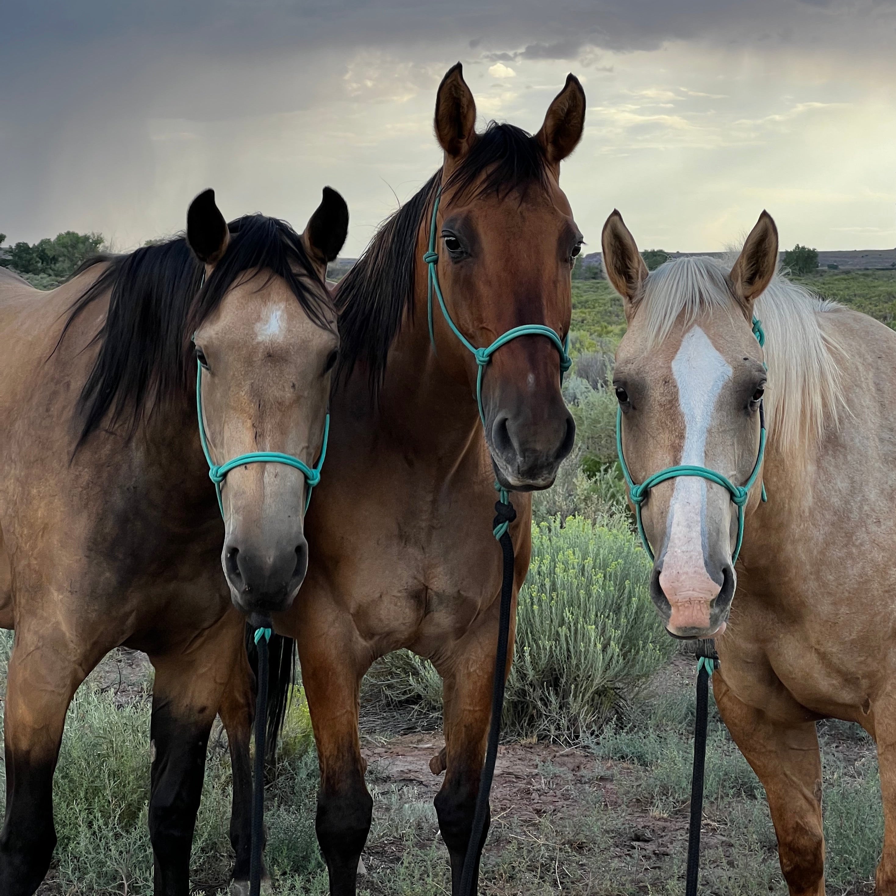 AVERAGE SIZE PDR Halter – Painted Desert Ranch